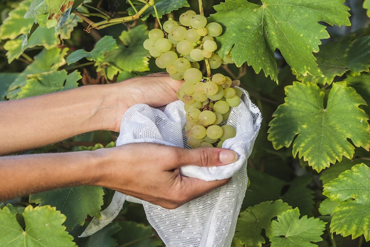 Du raisin dans son jardin : comment réussir à planter ce plant